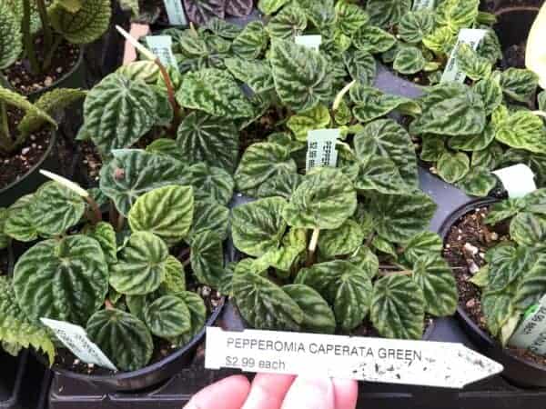 Radiator plant 🌿 💡 Tips for a thriving Peperomia