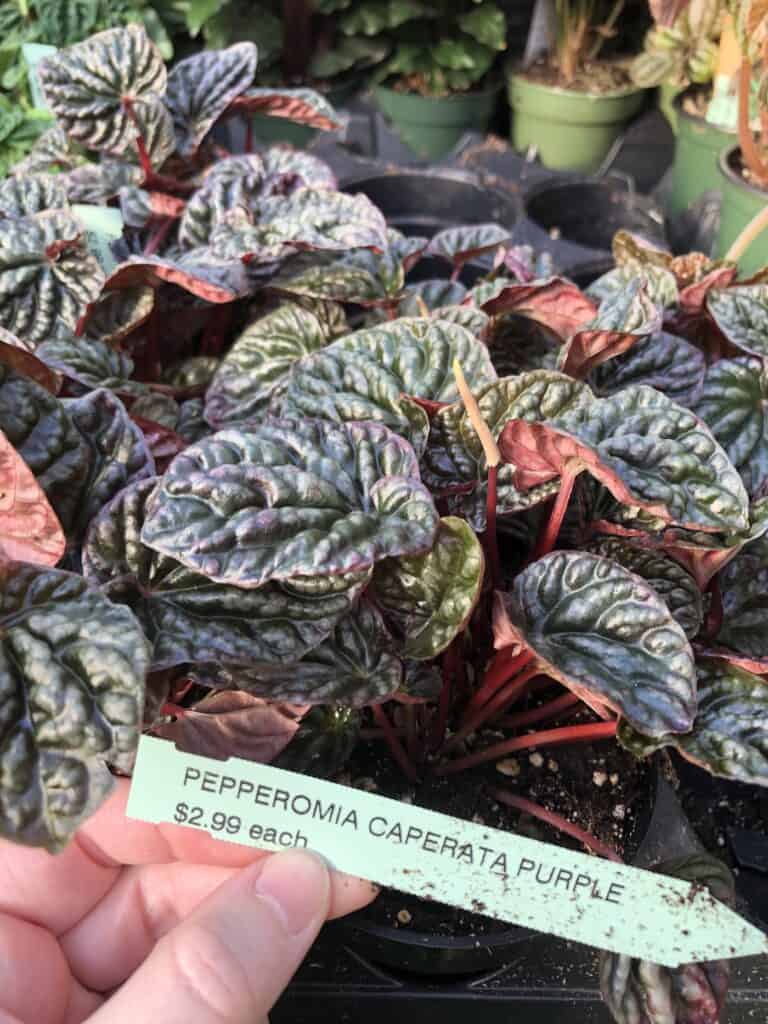 Radiator plant 🌿 💡 Tips for a thriving Peperomia