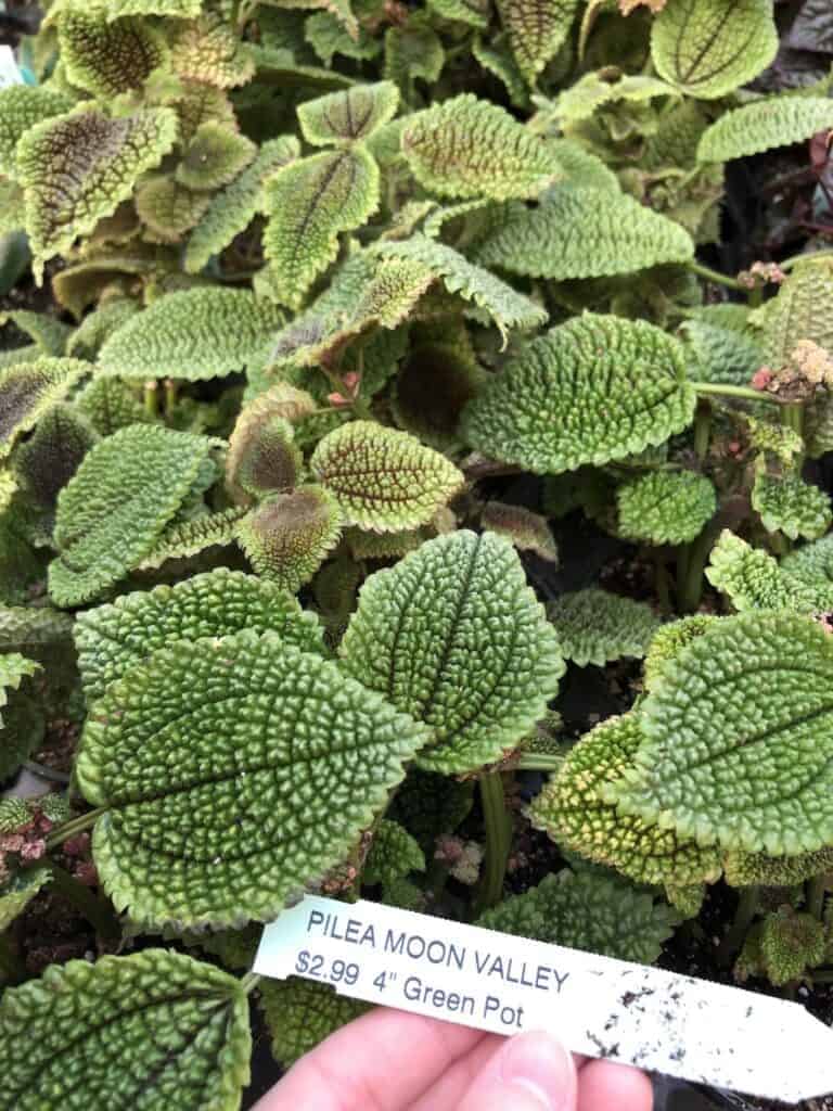 Friendship plant 🌱 💡 Nurturing the popular Pilea involucrata