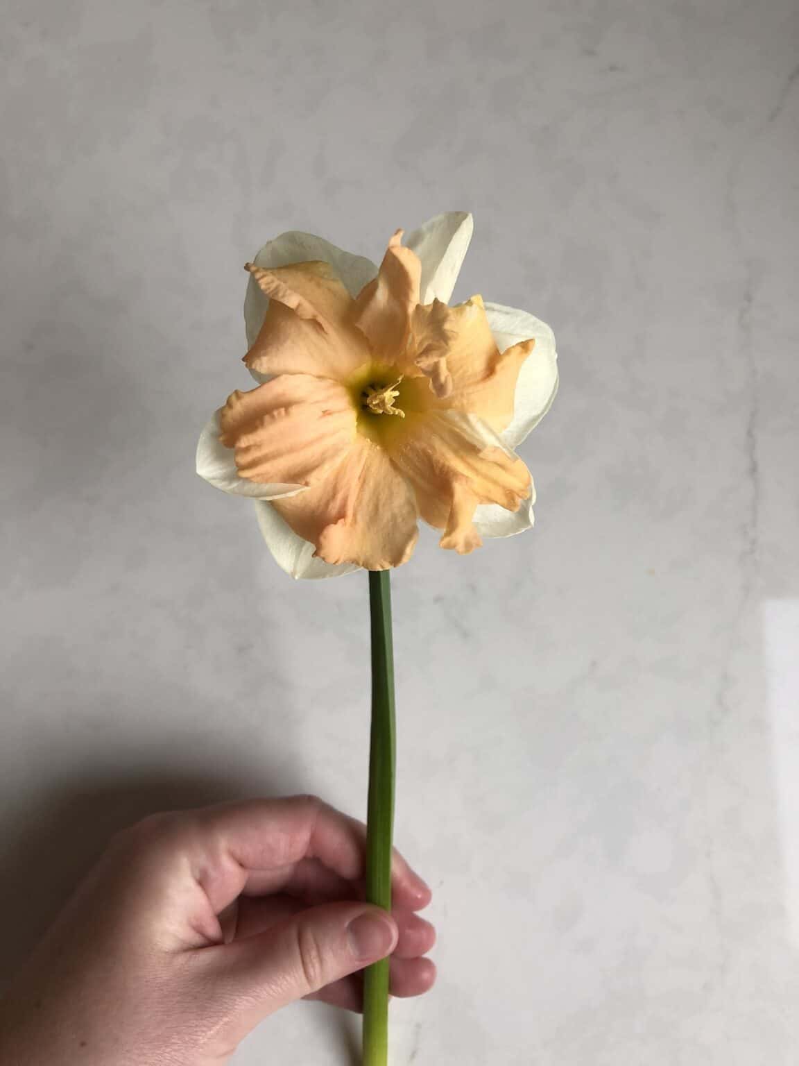 15+ pink daffodils 🌸 🌼 Discover the beauty and uniqueness of these ...