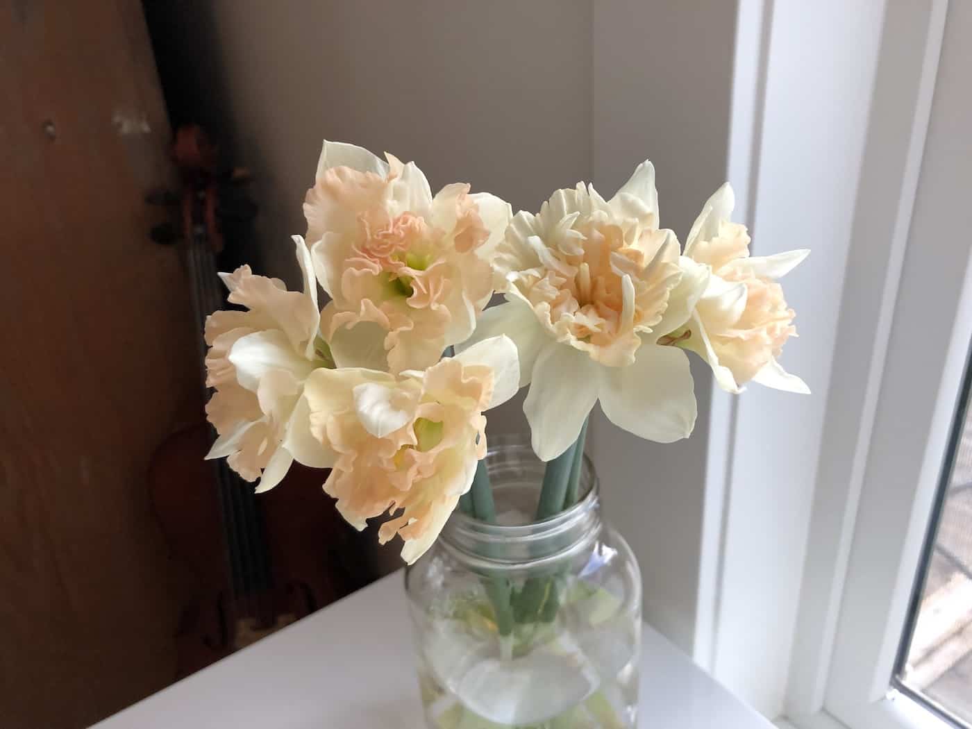 15+ pink daffodils 🌸 🌼 Discover the beauty and uniqueness of these ...