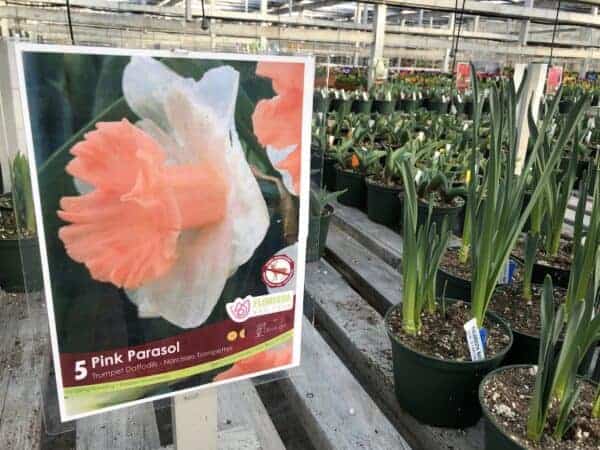 15+ pink daffodils 🌸 🌼 Discover the beauty and uniqueness of these ...