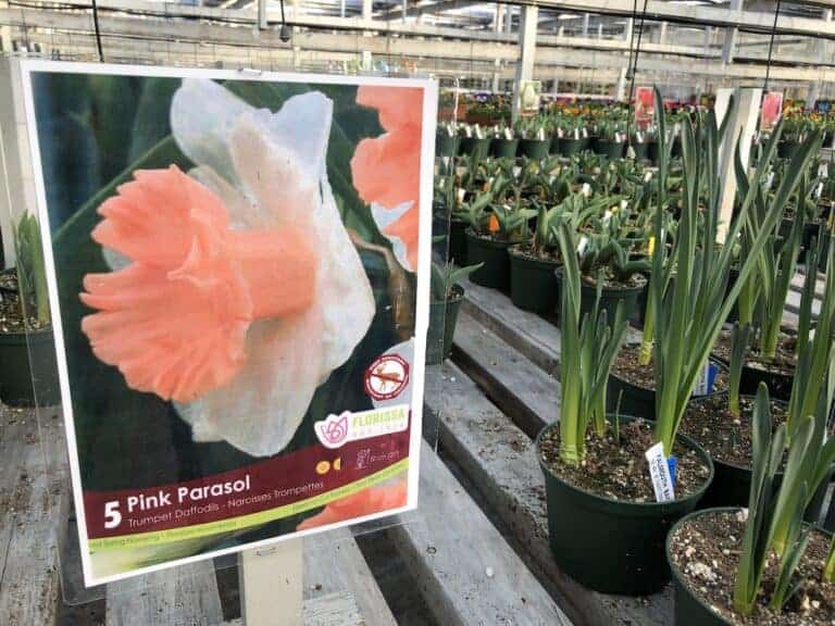15+ pink daffodils 🌸 🌼 Discover the beauty and uniqueness of these ...