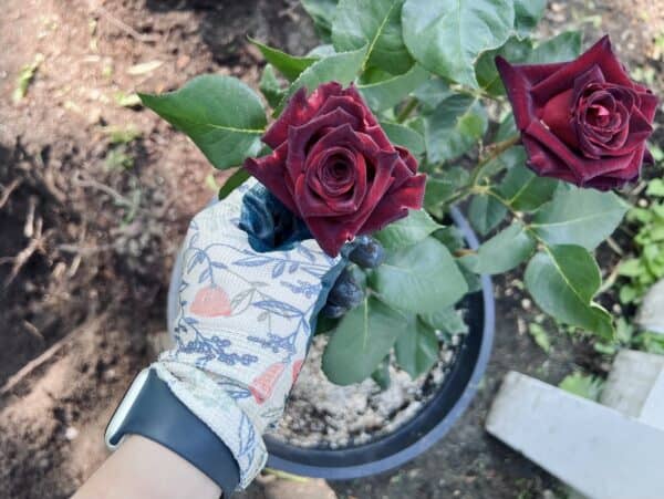 When to plant roses 🌹 ⏳ Choosing the optimal season for vibrant flowers