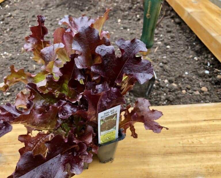 Red Salad Bowl lettuce 🥗 ️ A colorful twist to your garden greens