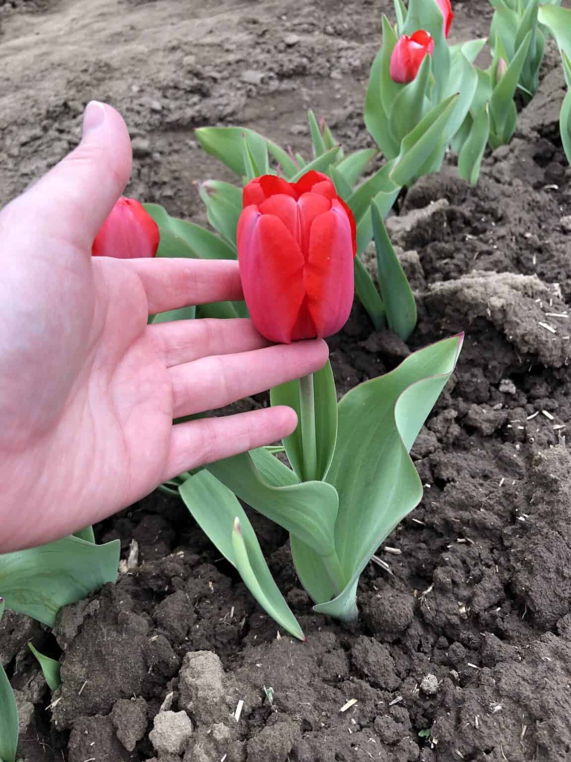 30 red tulips ️ ???? BEST varieties for gardens and bouquets!