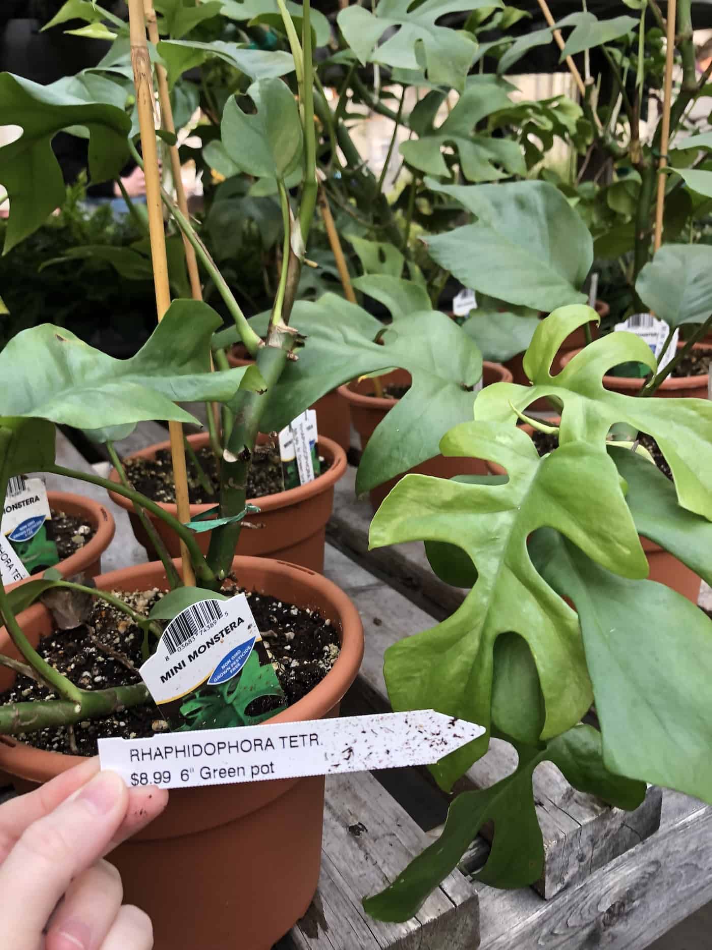 Moss pole essentials for climbing plants 🌱 💡 Learn the benefits and ...