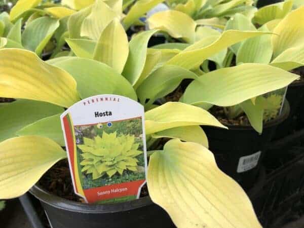 Halcyon hosta 🌿 💙 A guide to growing this unique blue-leaved plant