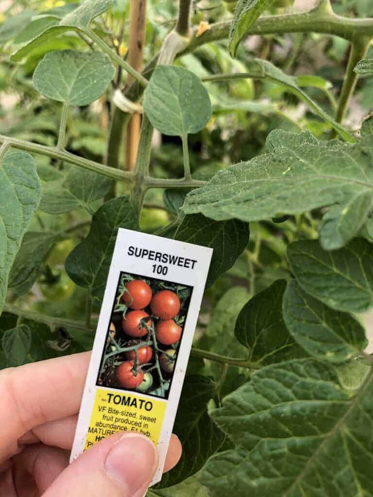 Sweet 100 tomato 🍅 🌱 The cherry tomato bursting with flavor