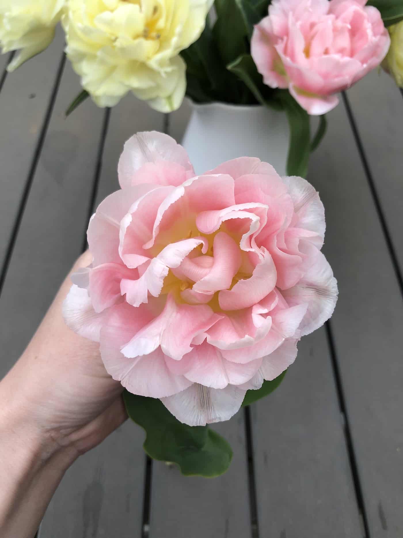 Double tulips 🌷 💮 Uncover the beauty and uniqueness of these blooms!