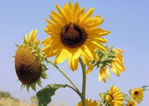 Types of sunflowers 🌻 🌼 From mini to giant, diverse and dazzling