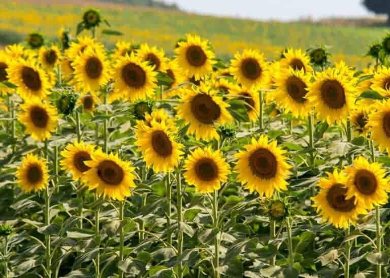 Types of sunflowers 🌻 🌼 From mini to giant, diverse and dazzling