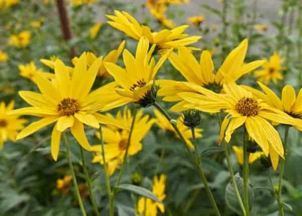 Types of sunflowers 🌻 🌼 From mini to giant, diverse and dazzling
