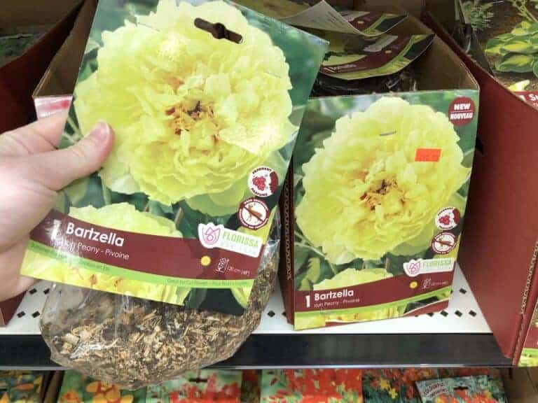 15 yellow peonies to brighten your garden 💛 🌿 BEST varieties, care, and ...