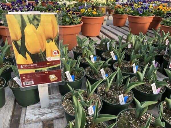 25 yellow tulips 💛 🌷 Add a burst of sunshine to your garden!