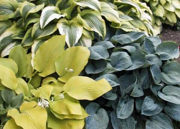 Dividing hostas 🌿 A step-by-step guide to propagating your favorite ...