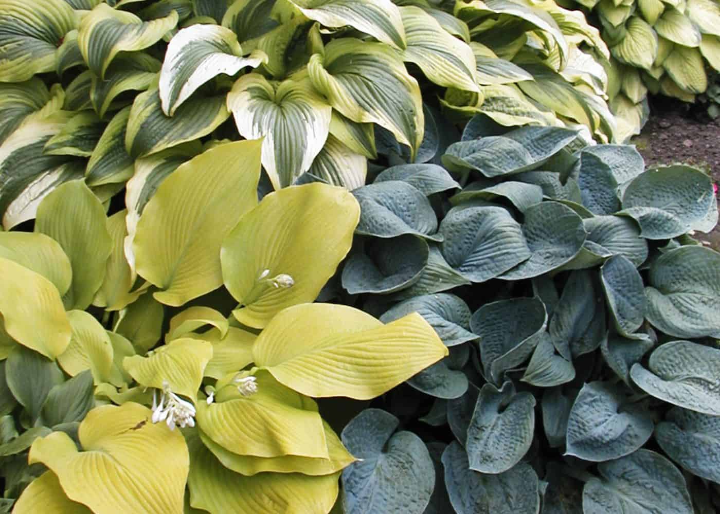 Dividing hostas 🌿 A step-by-step guide to propagating your favorite ...