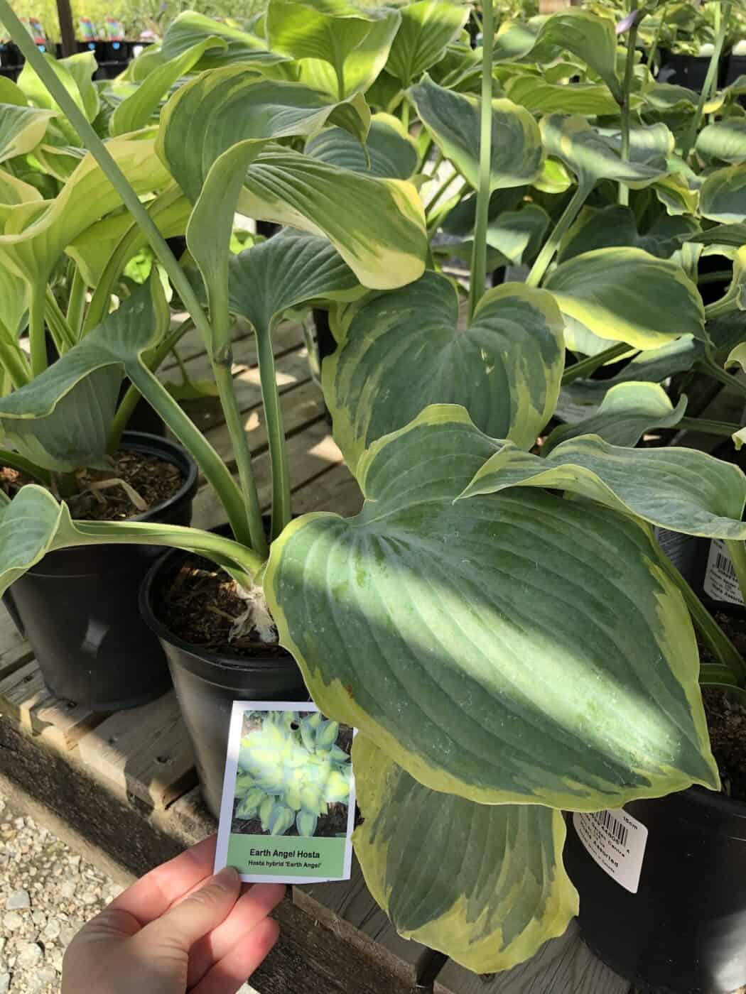 Earth Angel Hosta 🌎 👼 Unveiling the charm of this shade garden star