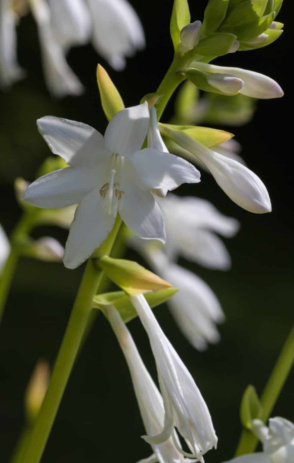 Hosta flowers 🌼 🌱 Beyond the foliage and into the blooms