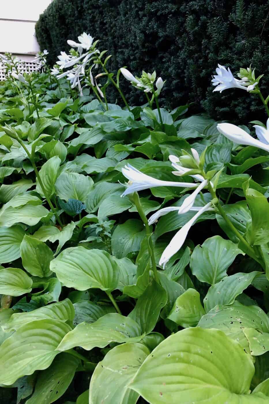 How to plant hostas 🌳 Getting started with these shady stars