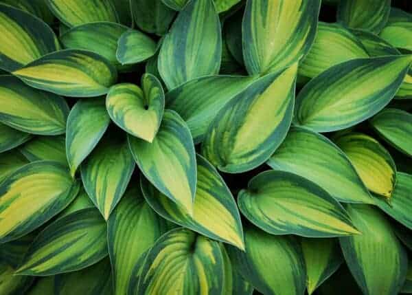List of hosta varieties 🌱 🌿 Plus which ones are best for your garden