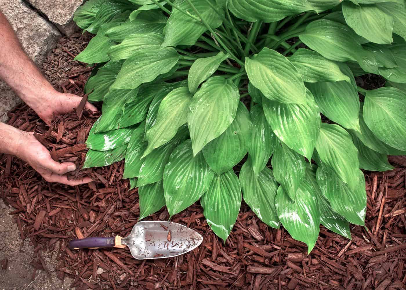 How to fertilize hostas 🌿 🌟 A step-by-step guide to vibrant foliage