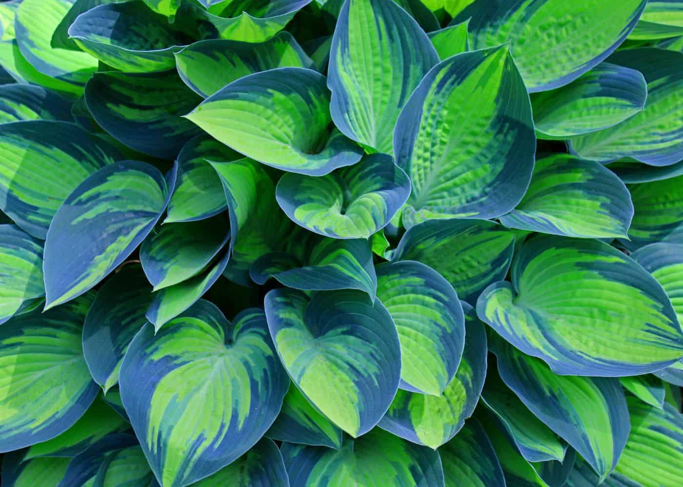 When to divide hostas 📅 🍃 Timing is everything for these shade stars