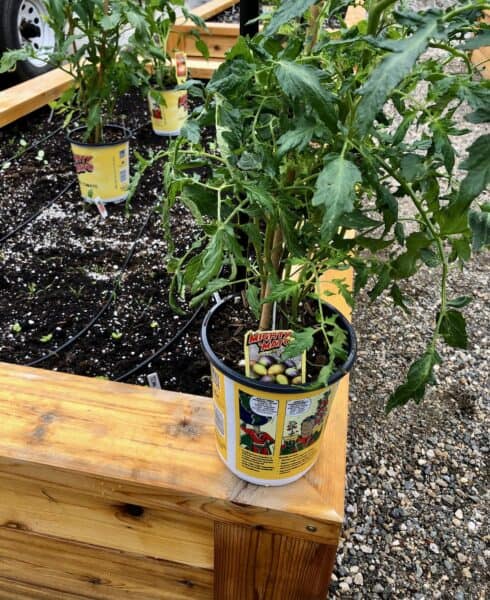 Grafted tomato plants 🍅 🌱 Doubling up on vigor and disease resistance