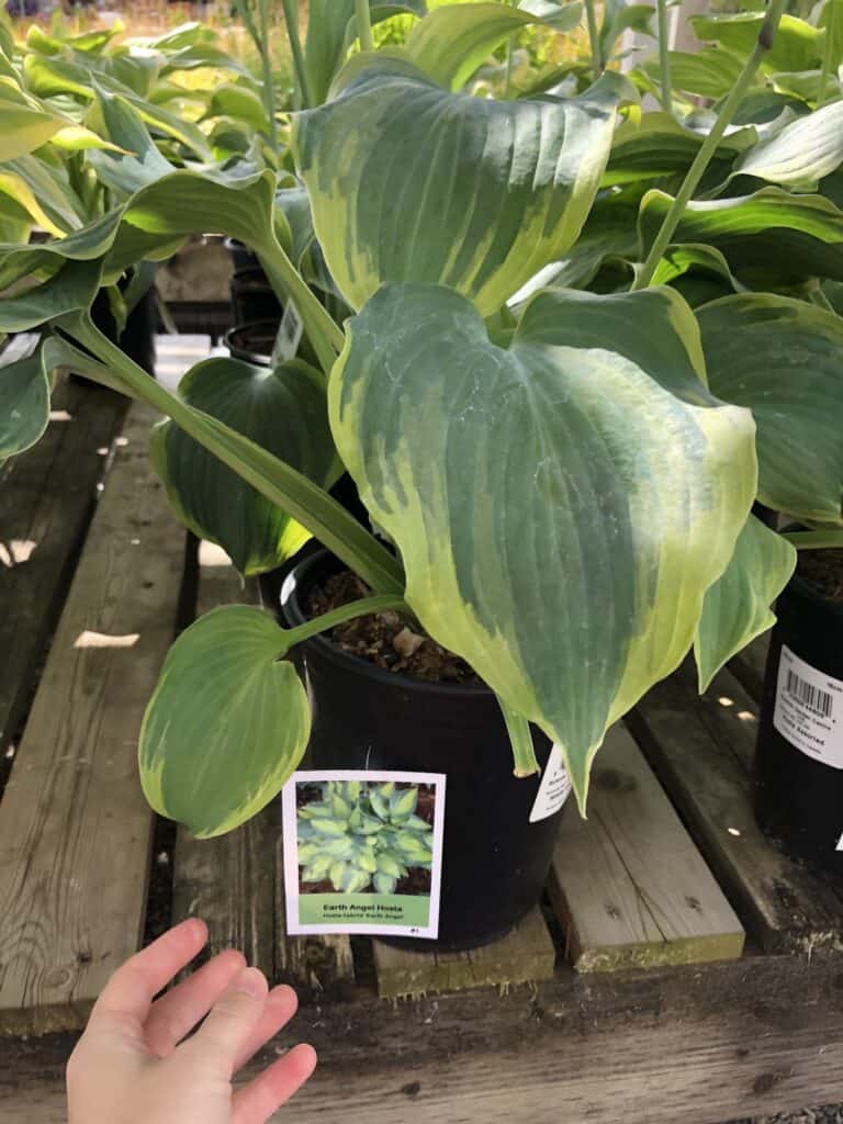 Earth Angel Hosta 🌎 👼 Unveiling the charm of this shade garden star
