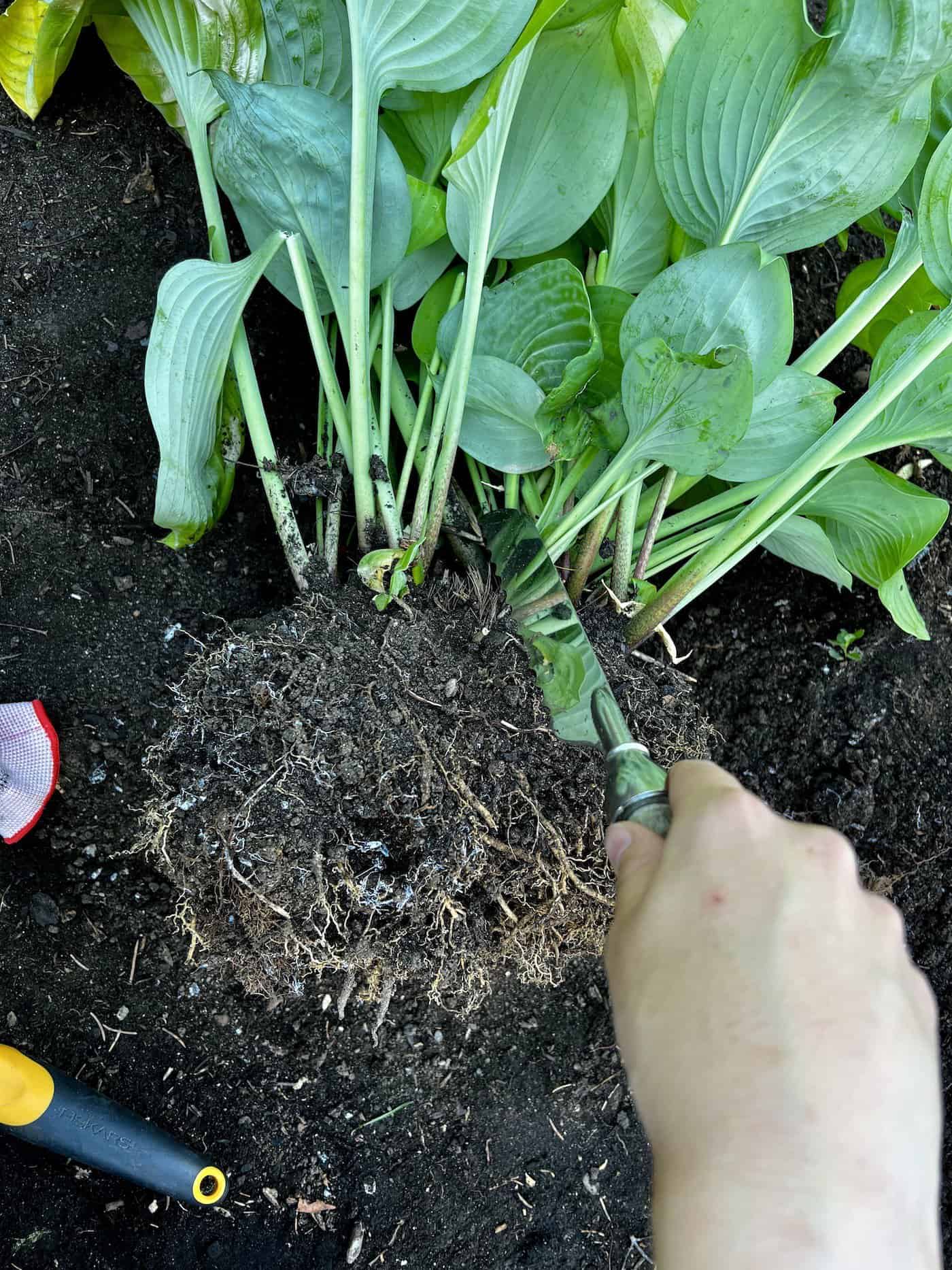 Dividing hostas ???? A step-by-step guide to propagating your favorite ...