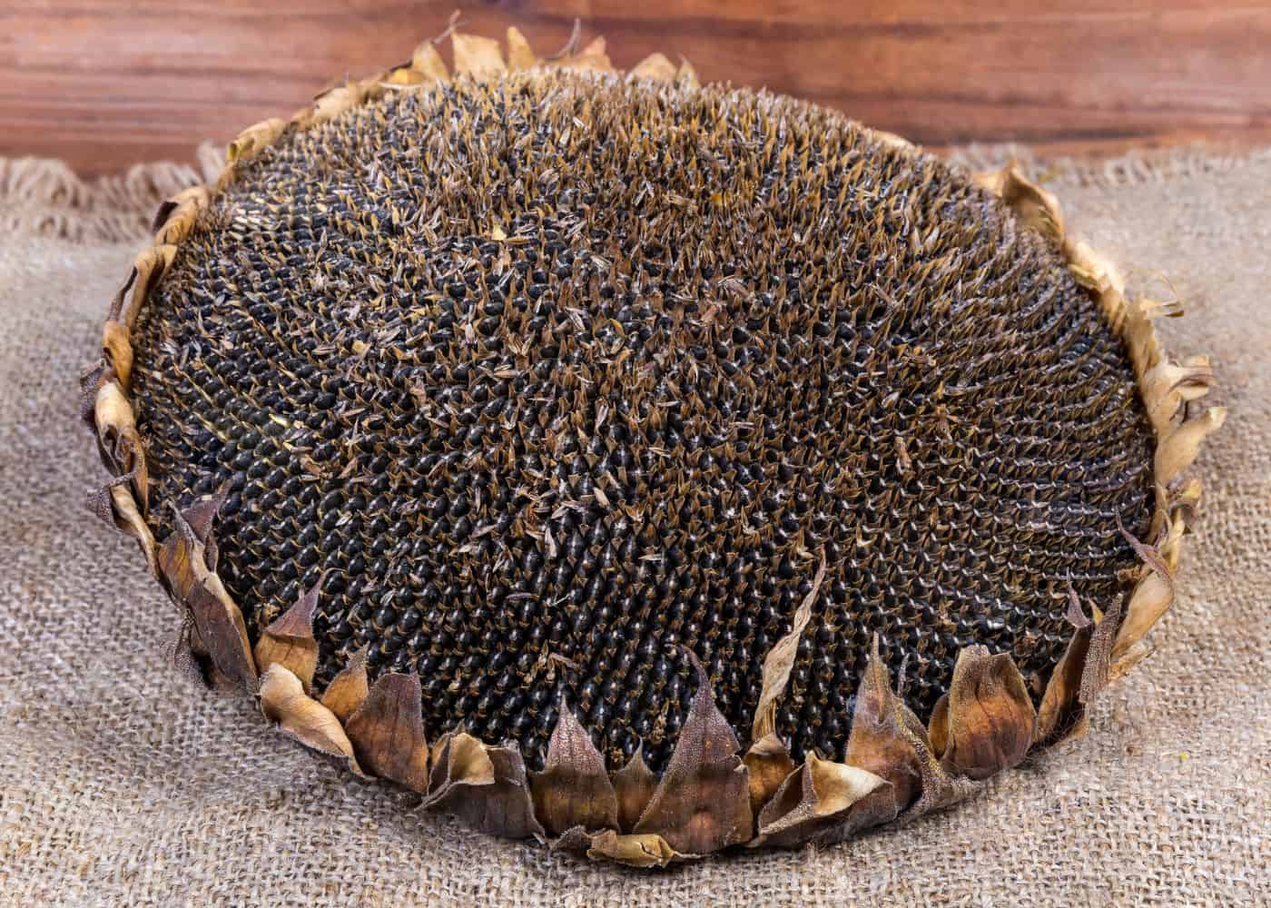 How to save sunflower seeds 🌻 🌱 From blooming beauty to bountiful harvest