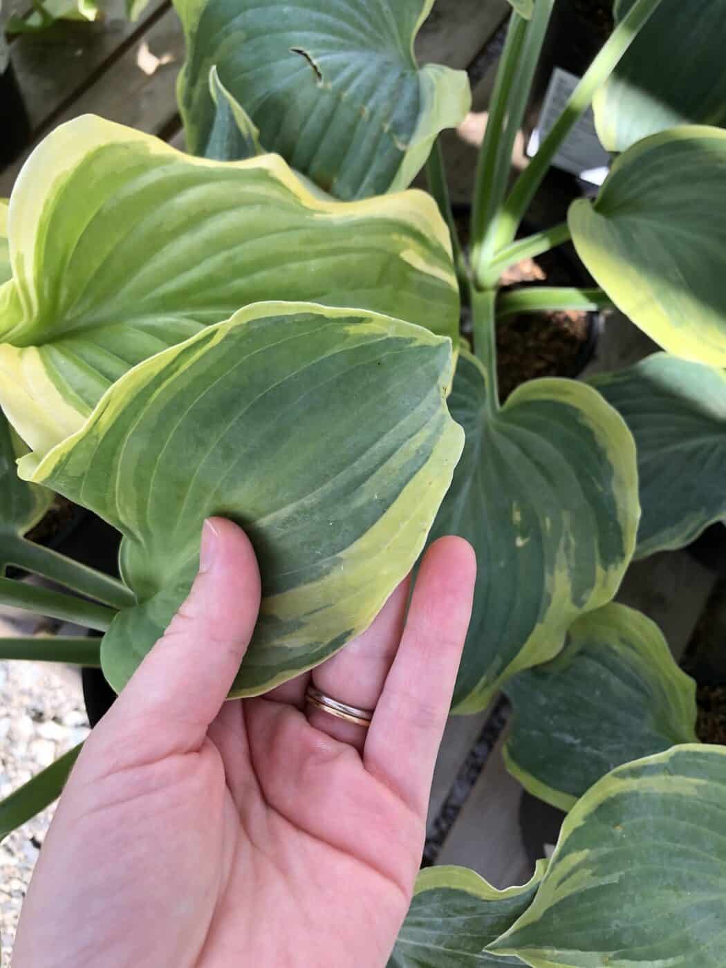 23 variegated hostas 🌿 🎨 A symphony of patterns and colors for the garden