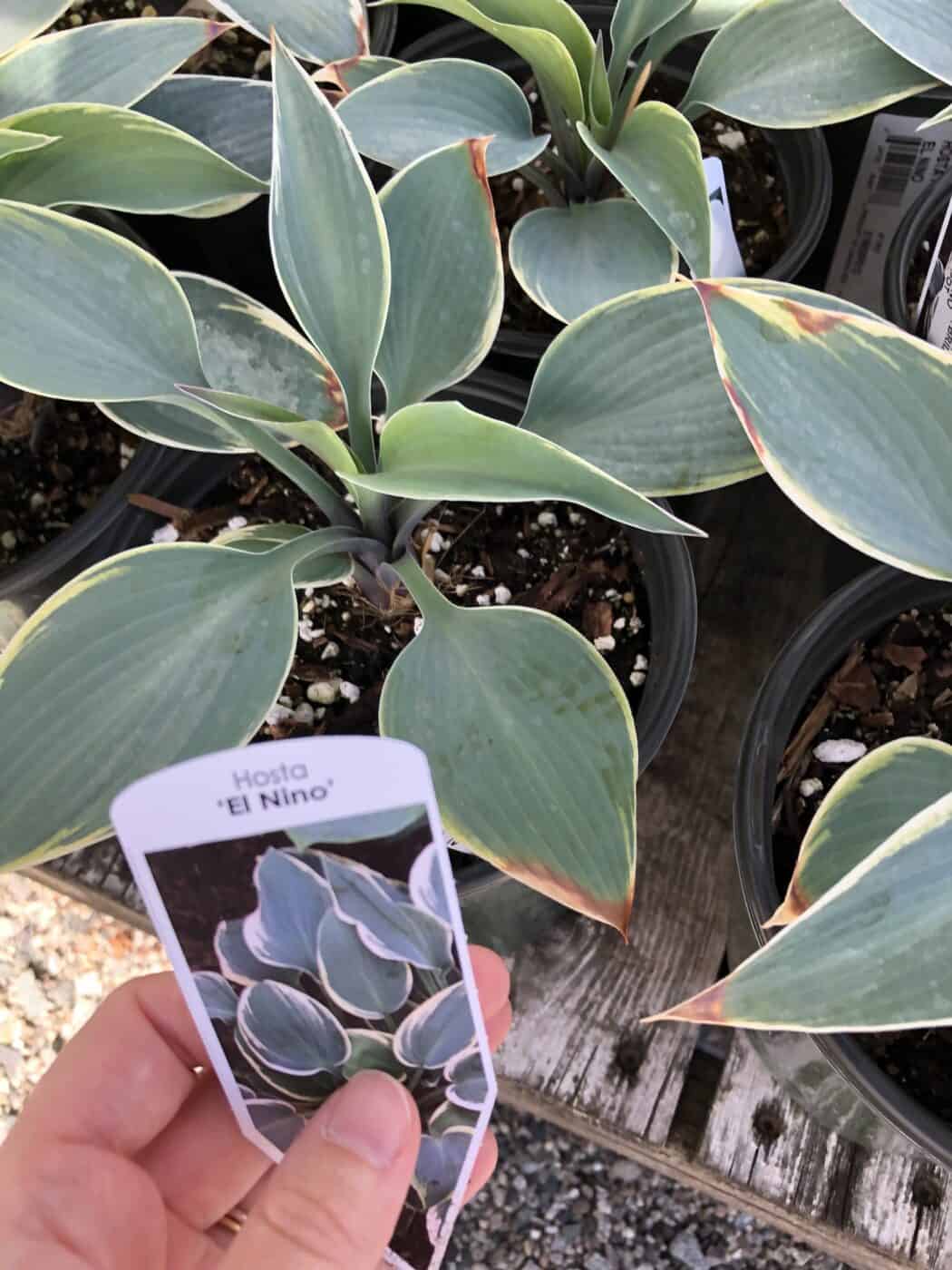 23 variegated hostas 🌿 🎨 A symphony of patterns and colors for the garden