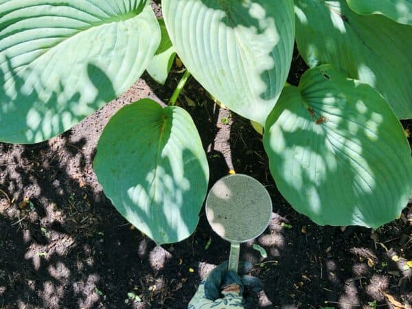 Hosta fertilizer 🌿 🍽️ Your ultimate guide to choosing and using plant foods