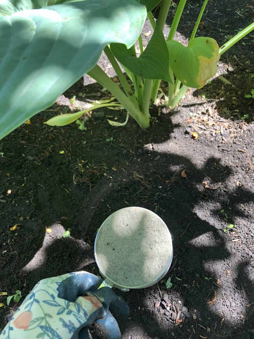 "When to fertilize hostas 🌿 ⏰ Timing is everything for lush growth