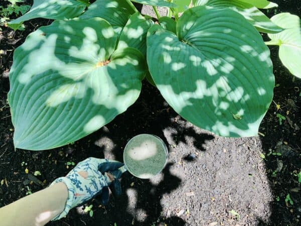 Fertilizing hostas ???? ????️ Secrets to a thriving shade garden