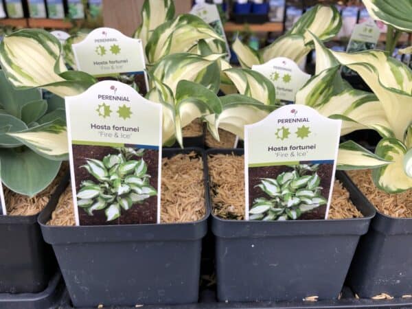 23 variegated hostas 🌿 🎨 A symphony of patterns and colors for the garden