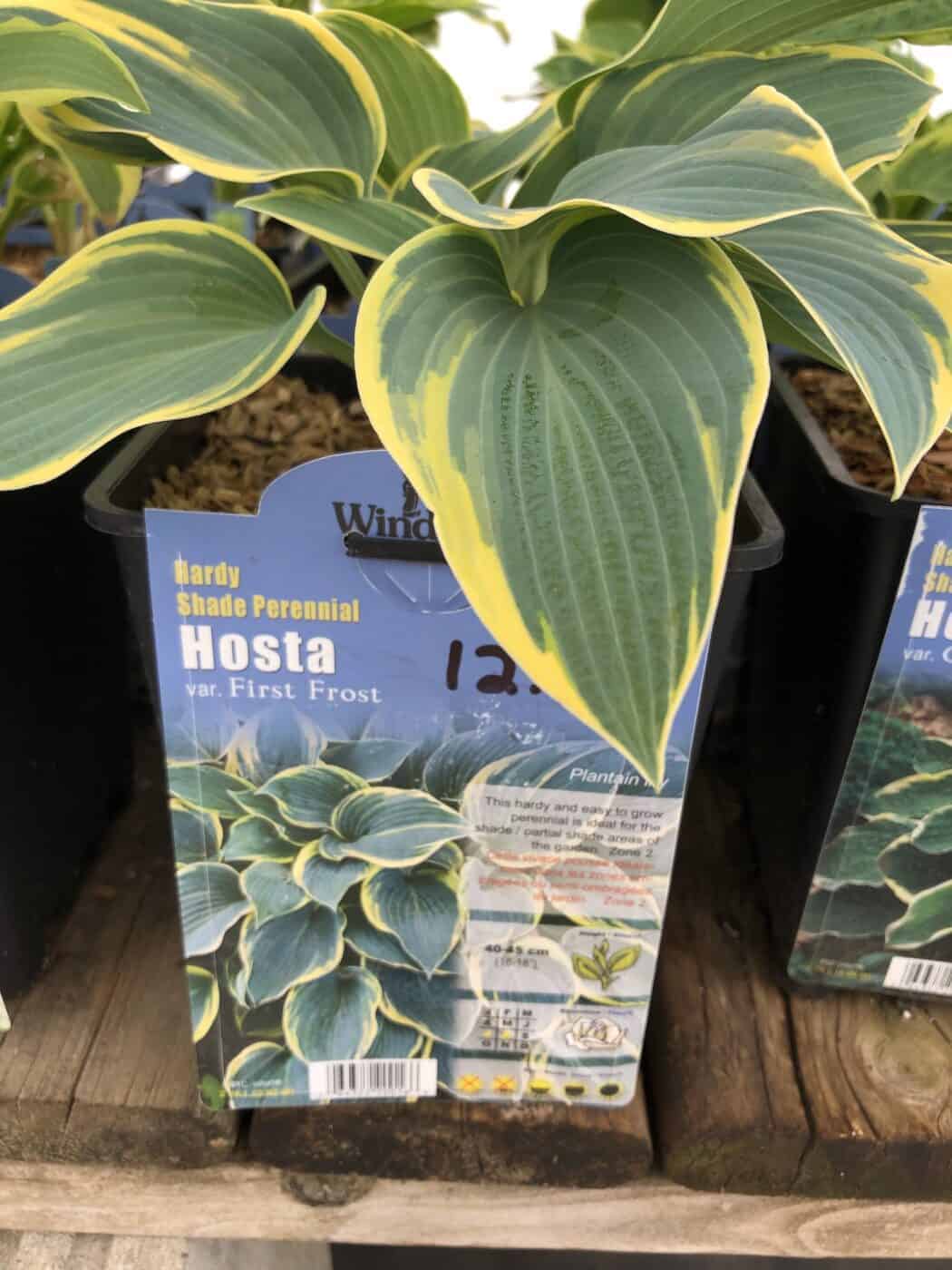 First Frost hosta 🌿 A touch of winter's beauty year-round