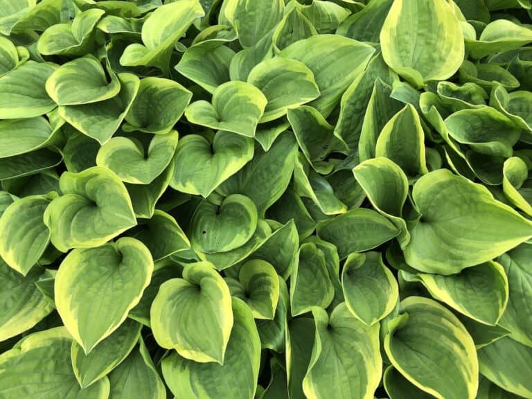 Find the best hostas for sun 🌞 🌿 Discover varieties that thrive and ...