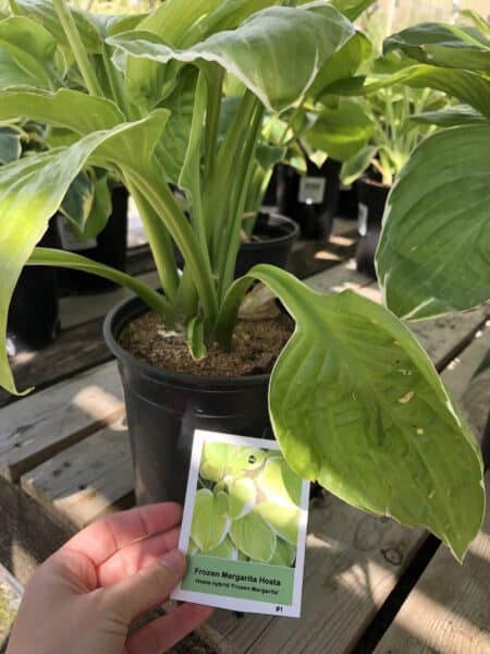 23 variegated hostas 🌿 🎨 A symphony of patterns and colors for the garden