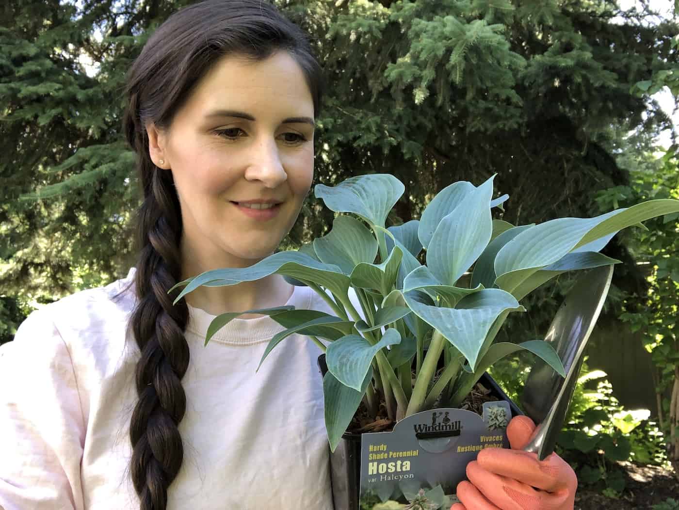 Zone 9 hostas 🌿 🌡️ Growing in warmth and thriving in the heat