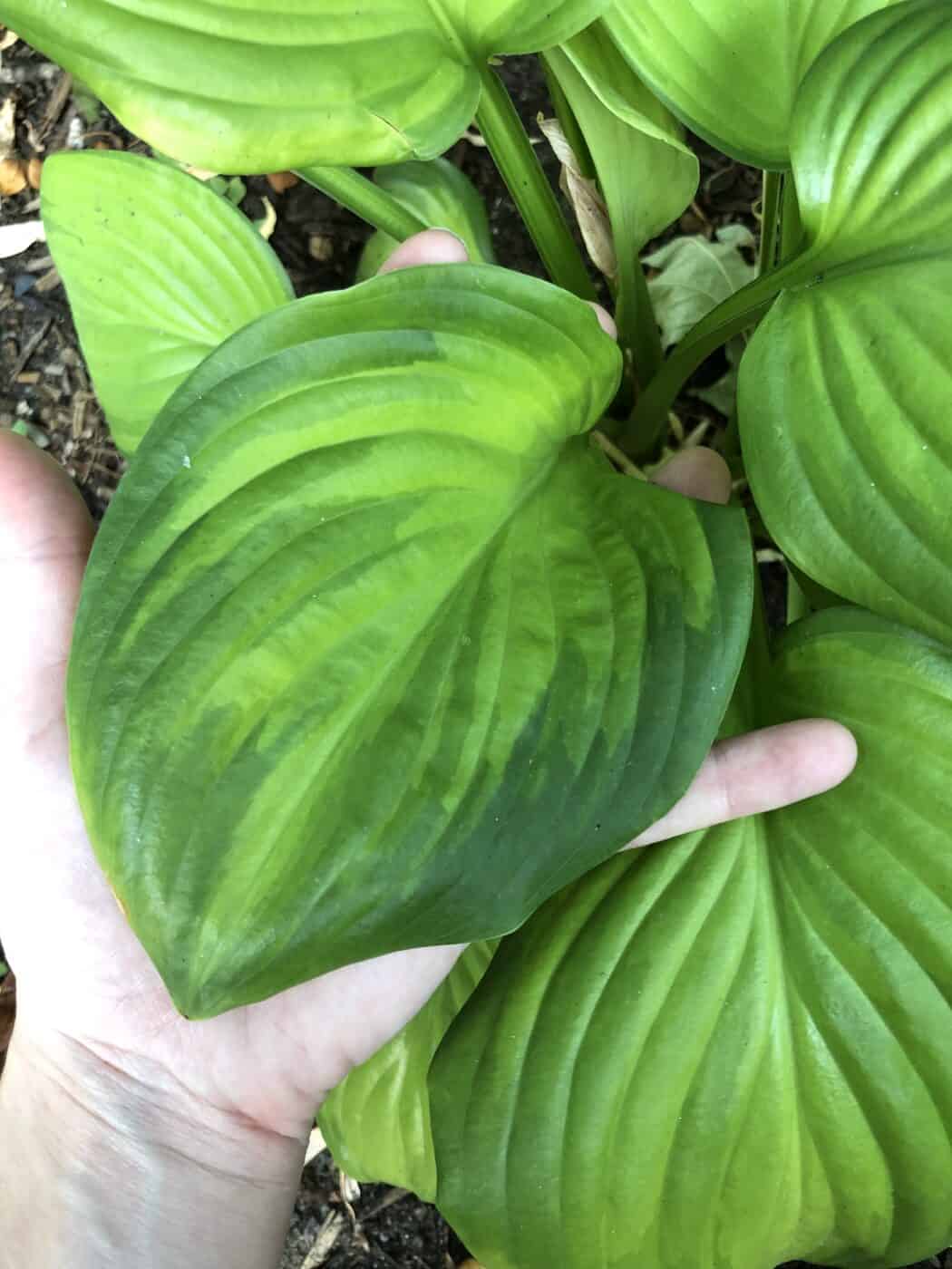 Fertilizing hostas ???? ????️ Secrets to a thriving shade garden