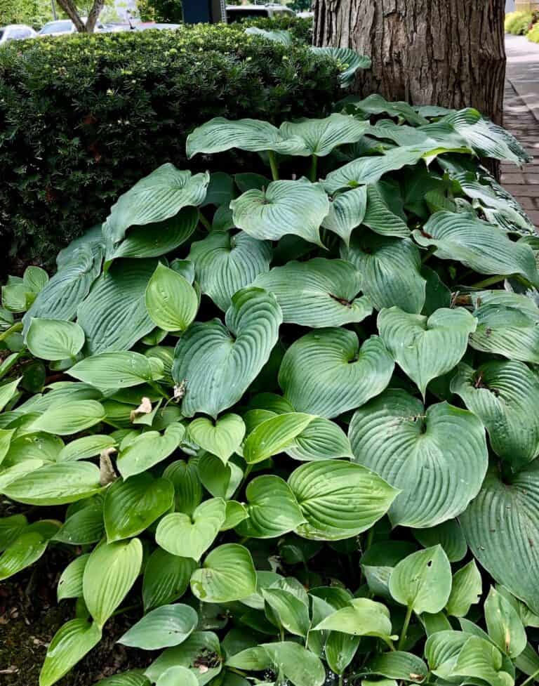 How to fertilize hostas 🌿 🌟 A step-by-step guide to vibrant foliage