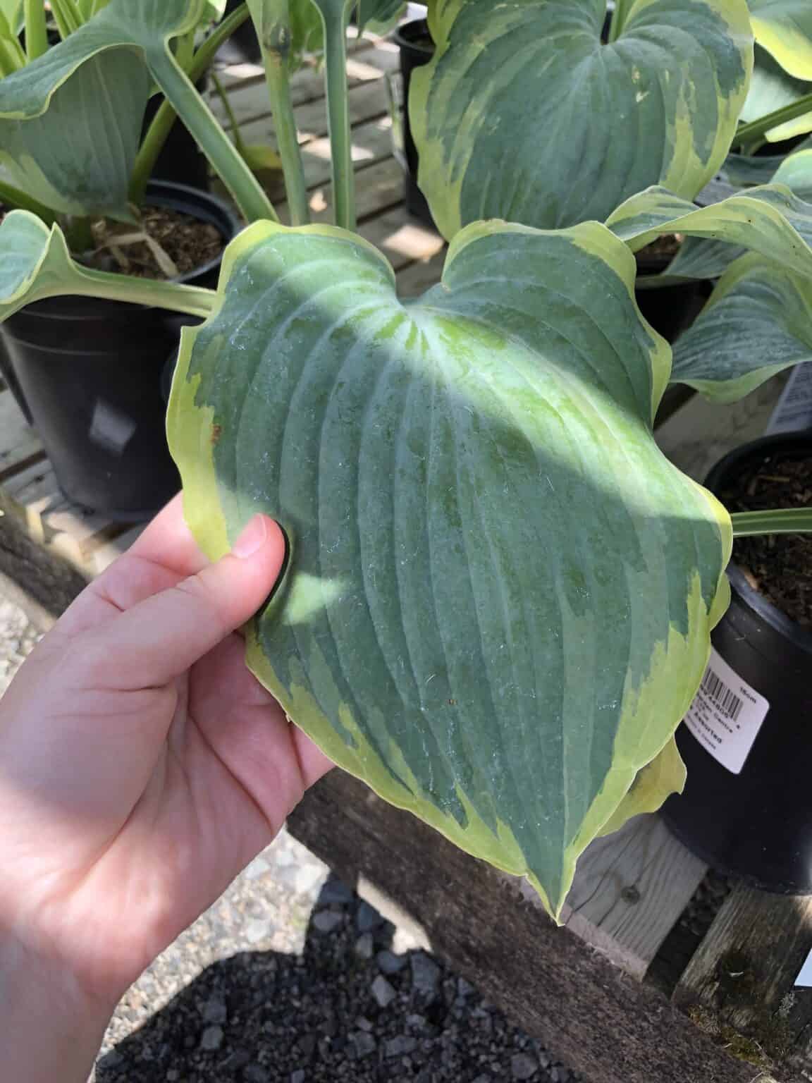 Earth Angel Hosta 🌎 👼 Unveiling the charm of this shade garden star