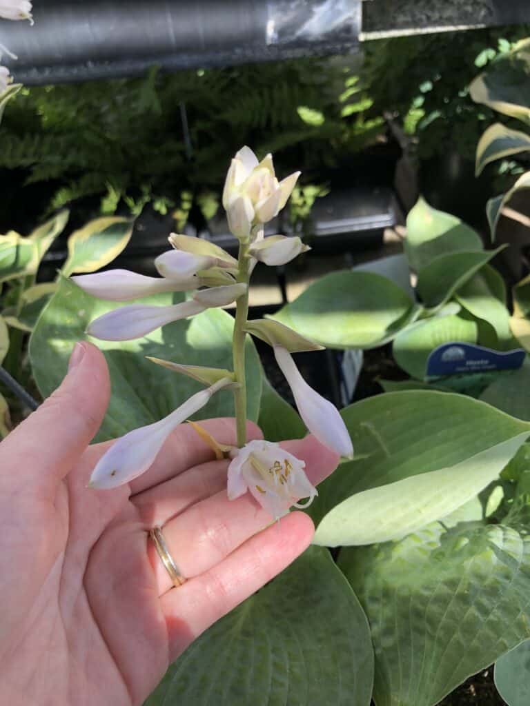 Blue Angel hosta 🌿 💙 A heavenly hue for shaded gardens