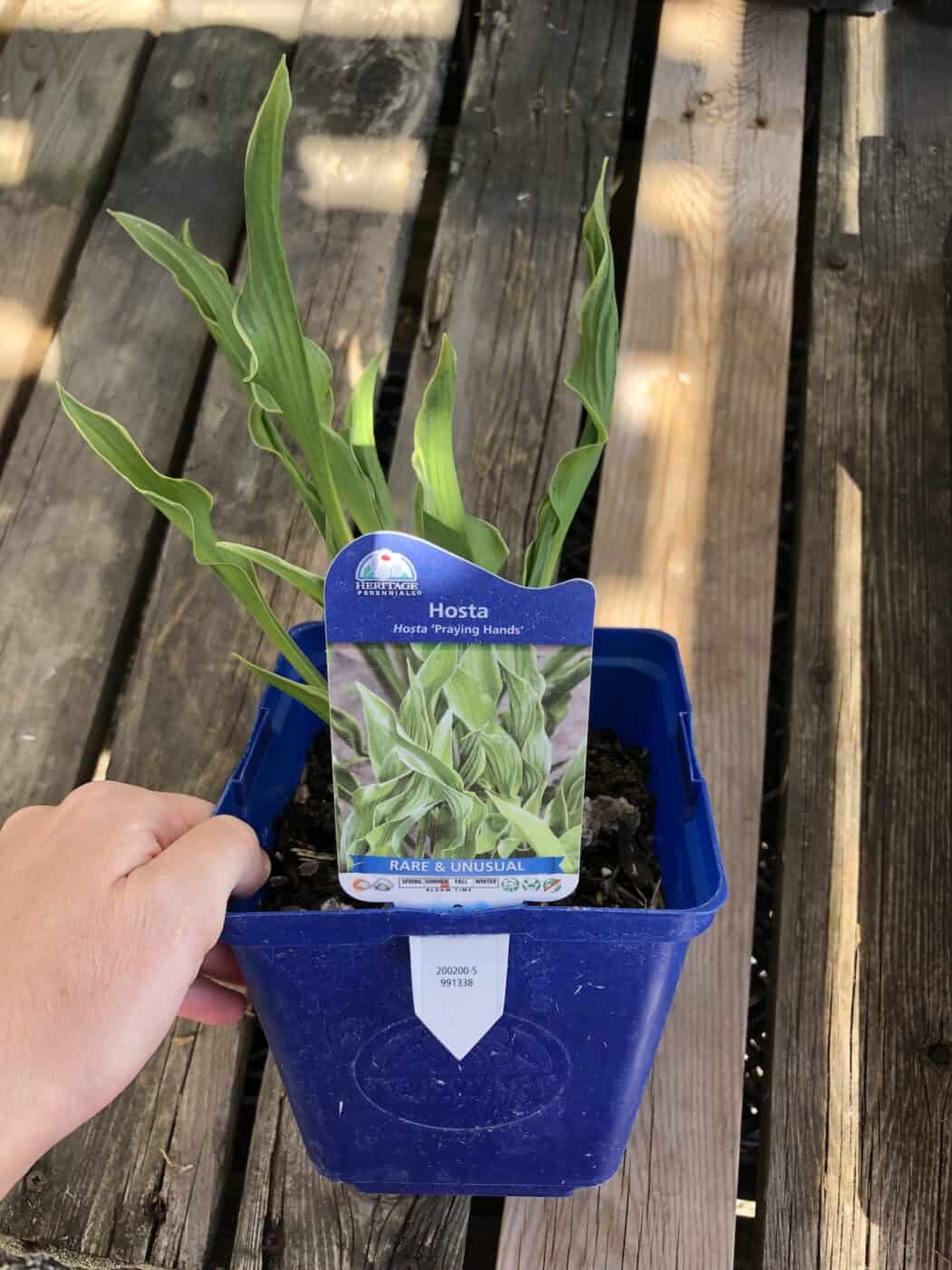 23 variegated hostas 🌿 🎨 A symphony of patterns and colors for the garden