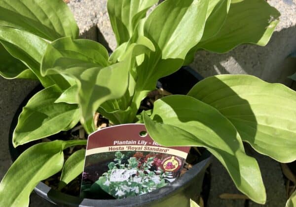 Royal Standard hosta 🌿 👑 A regal presence in the shade garden