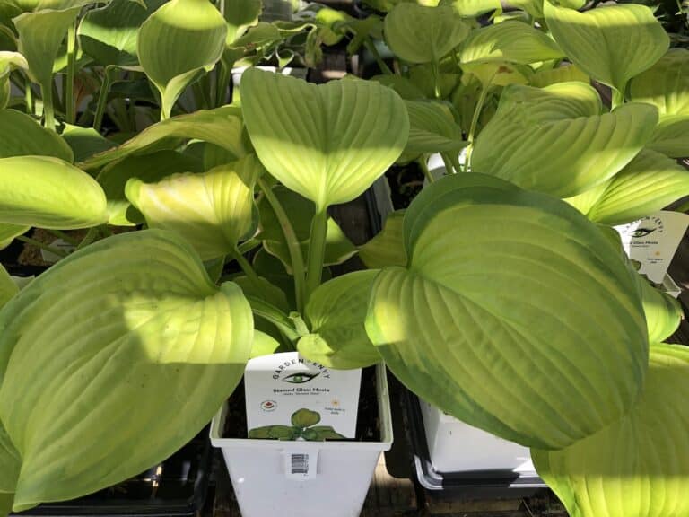List of hosta varieties 🌱 🌿 Plus which ones are best for your garden