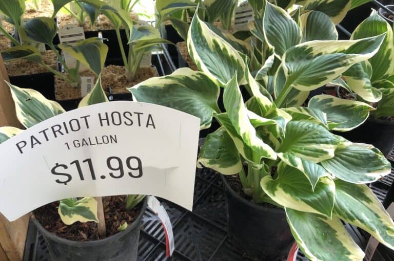 23 variegated hostas 🌿 🎨 A symphony of patterns and colors for the garden