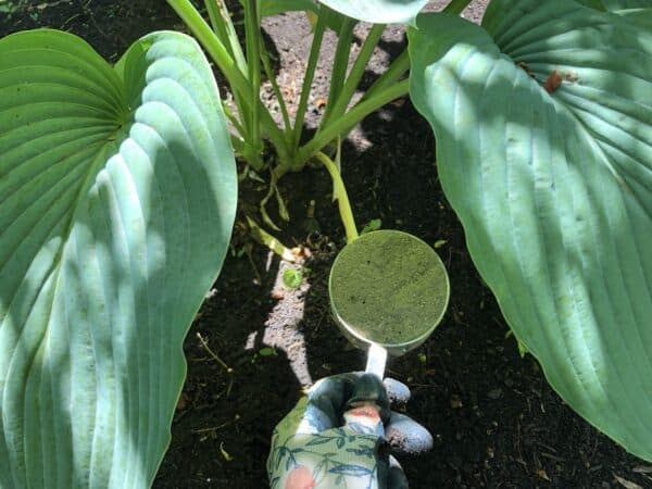 "When to fertilize hostas 🌿 ⏰ Timing is everything for lush growth